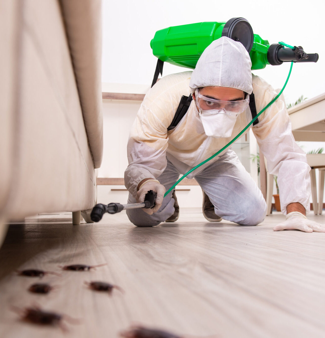Top 3 Most Effective Pest Control Treatments | CleanMade