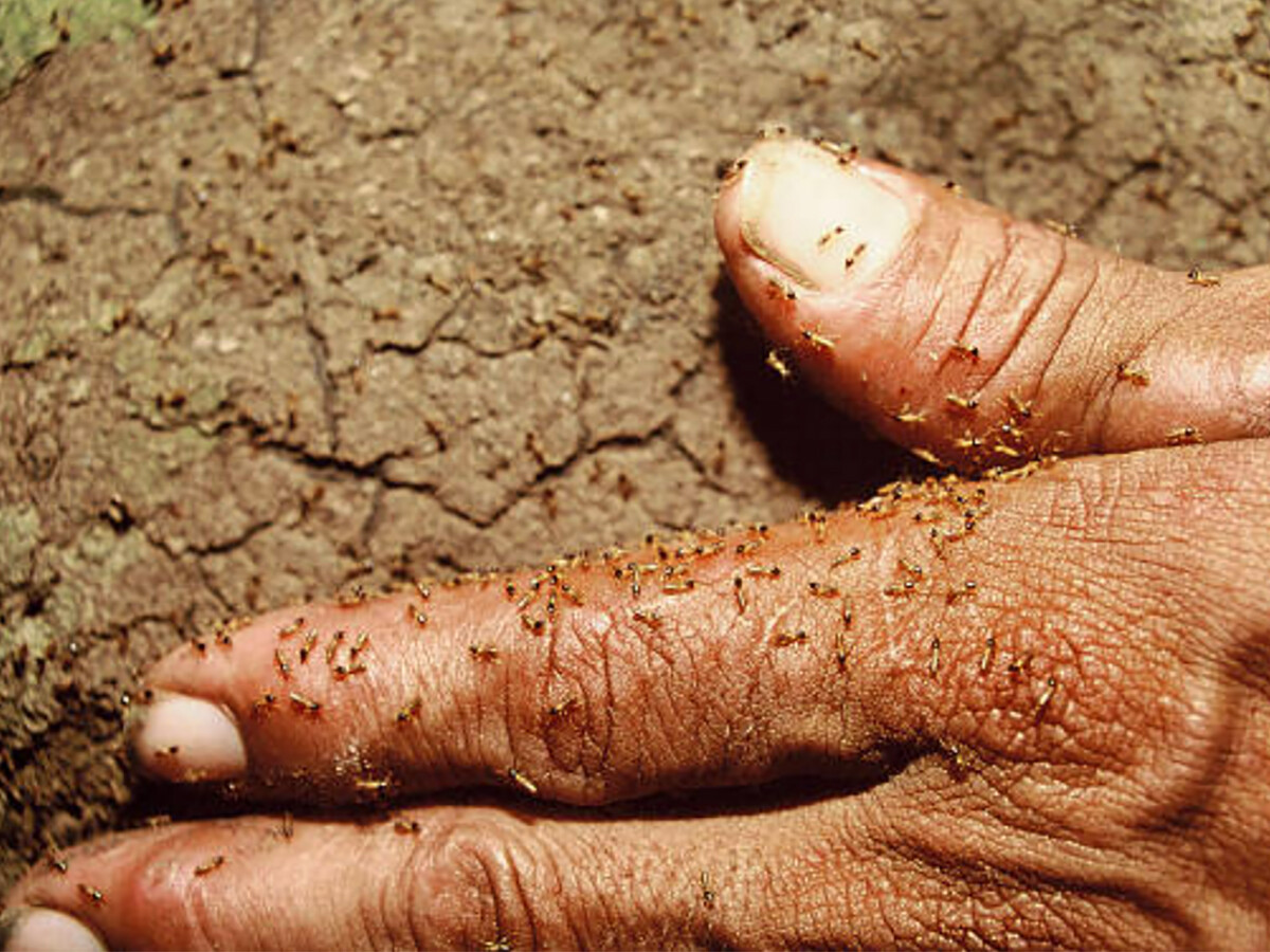 Termite Inspection & Protection Melbourne | CleanMade