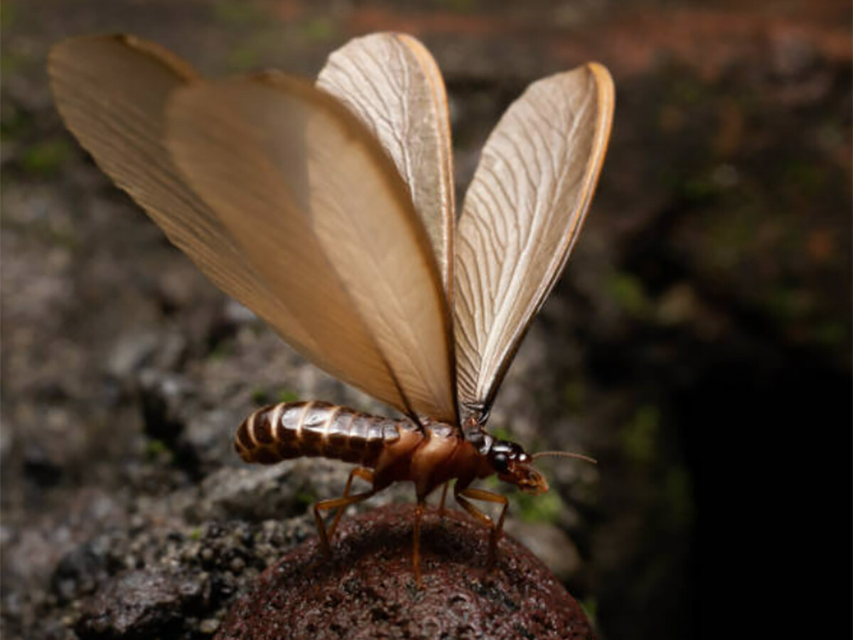 Termite Inspection & Protection Melbourne | CleanMade