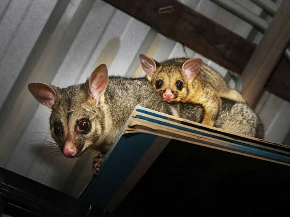 Possum Removal | CleanMade