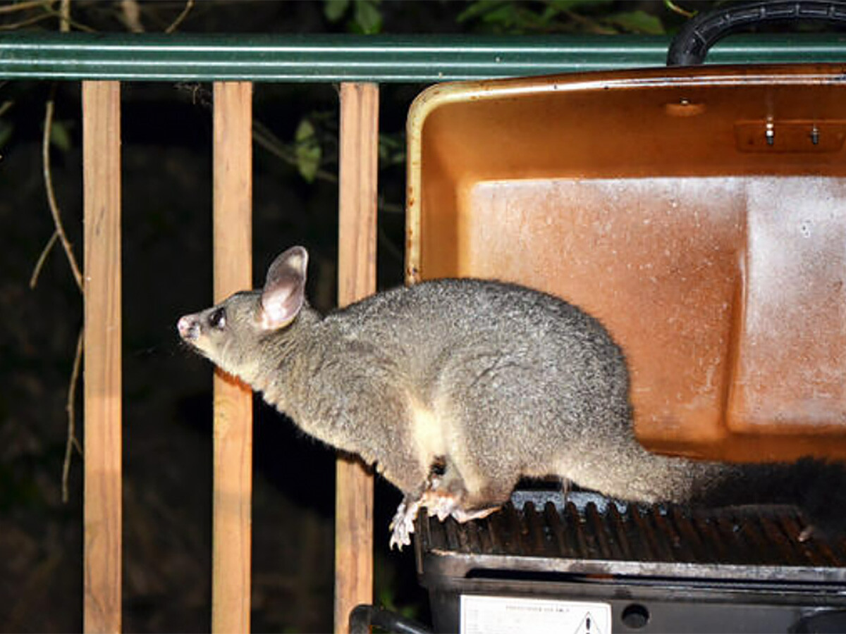 Possum Removal | CleanMade